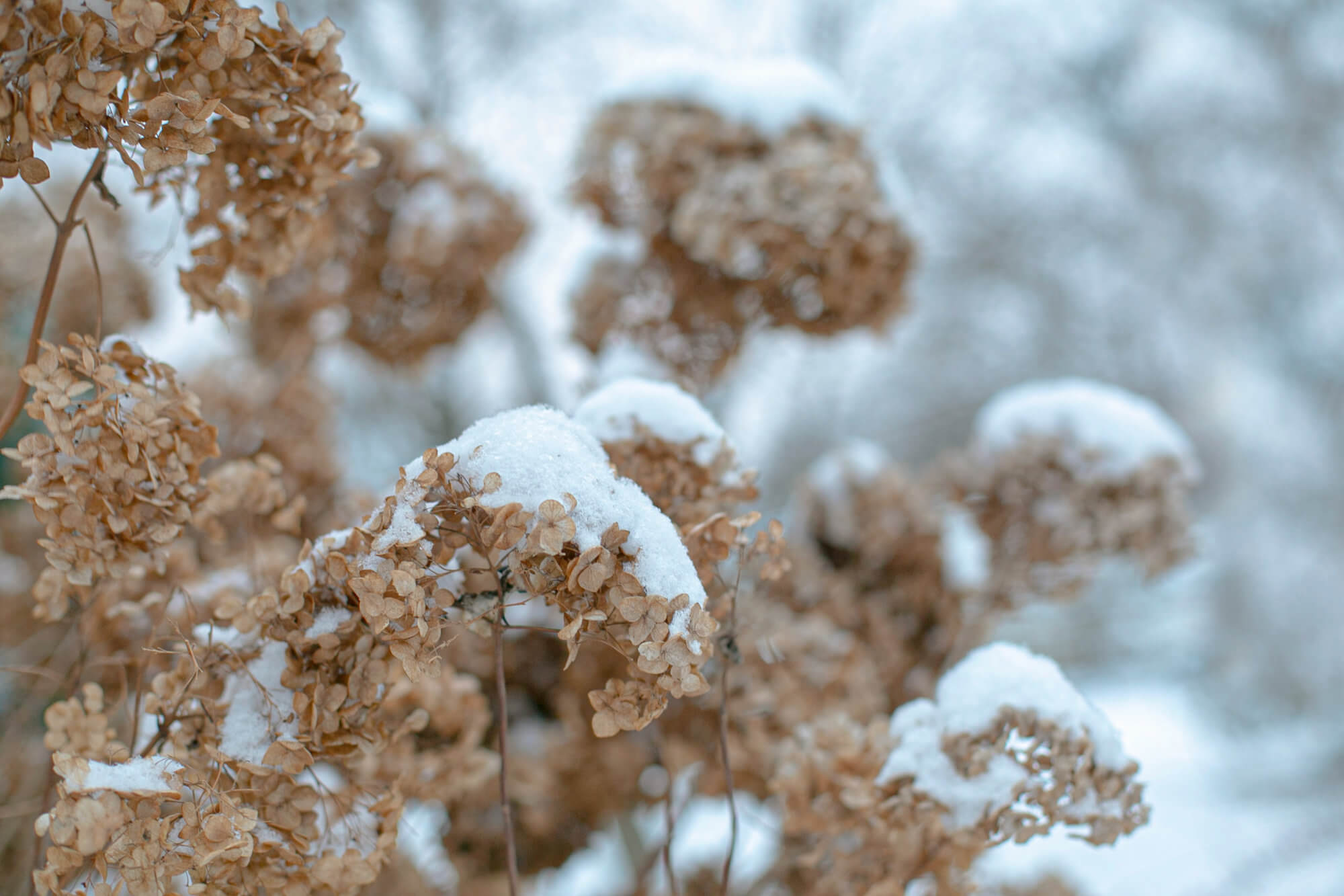 Winter Pruning Tips From The Gardening Experts | Costa Verde